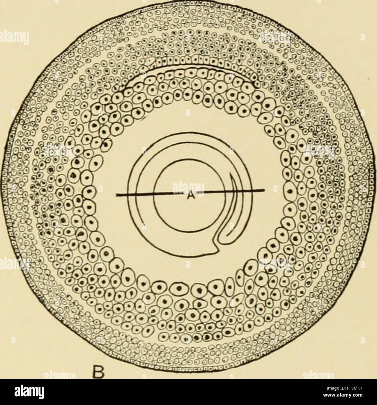 . The development of the frog's egg; an introduction to experimental ...