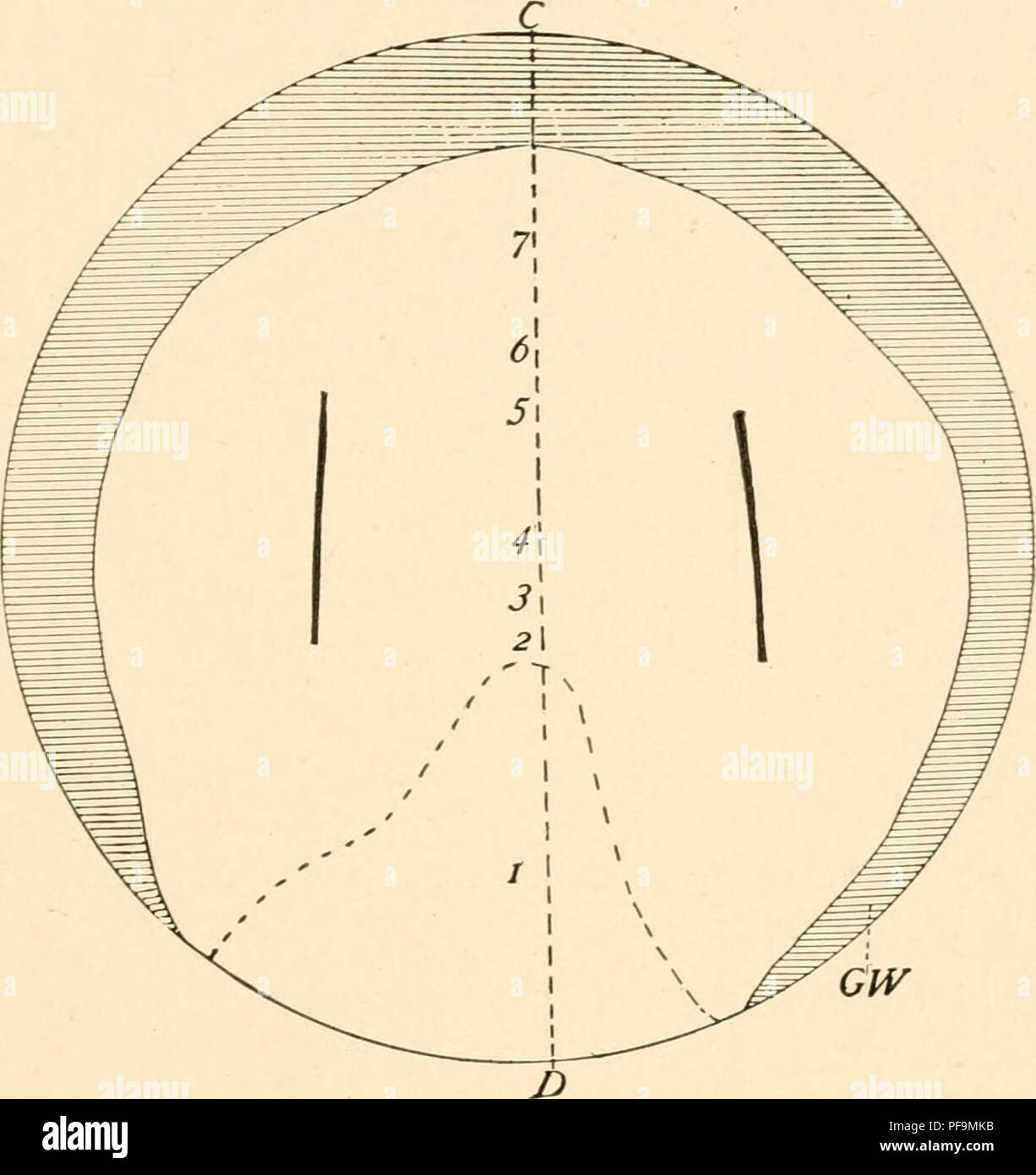 . The development of the chick; an introduction to embryology. Birds ...