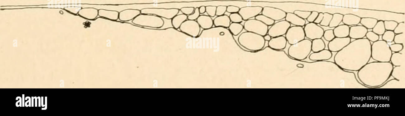 This classic embryological study outlines the stages of chick ...