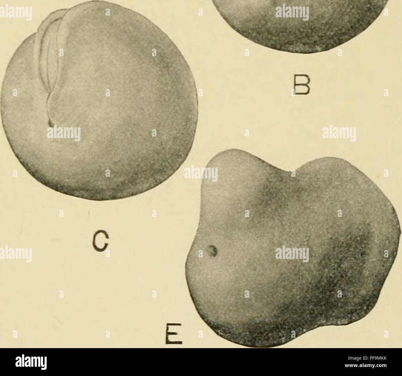 Thomas Hunt Morgan's work, *The Development of the Frog's Egg ...