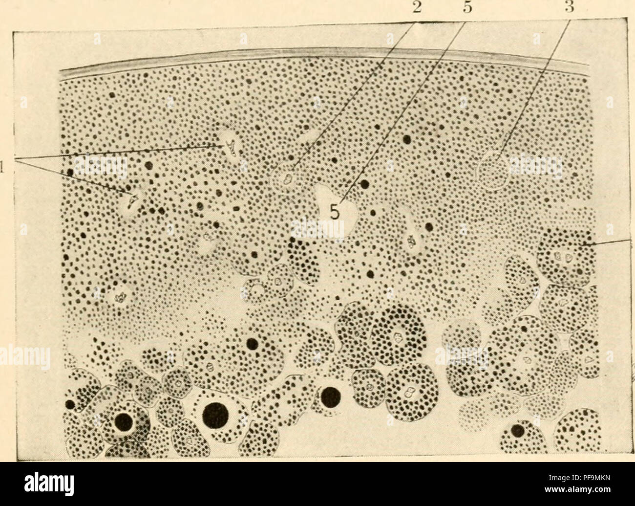 This work provides an introduction to the development of the chick ...