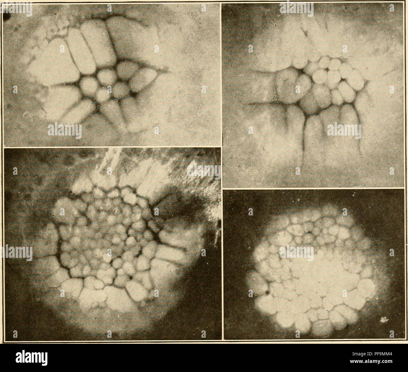 Large cleavage hi-res stock photography and images - Alamy