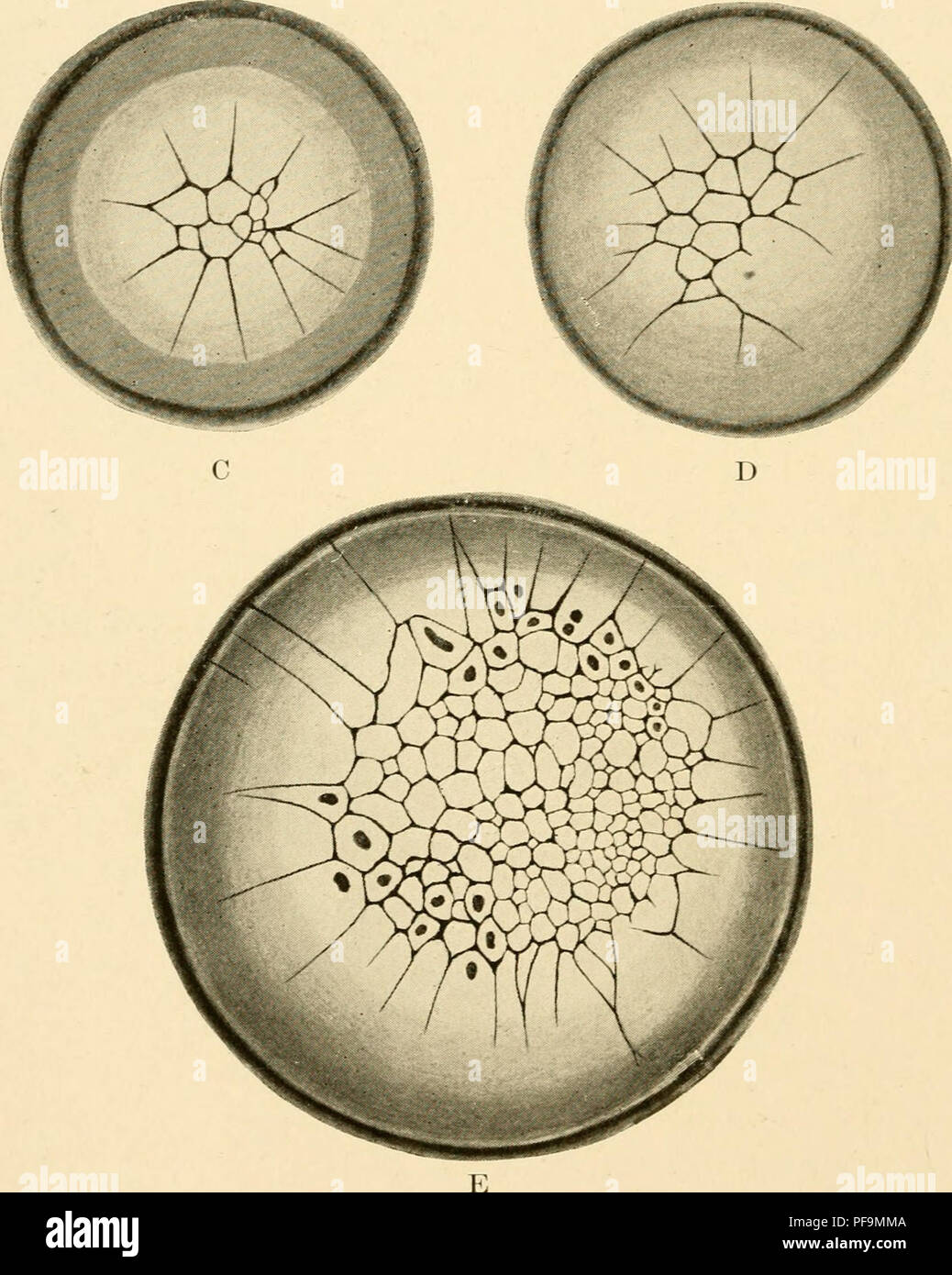 Chicken egg development stages hi-res stock photography and images - Alamy