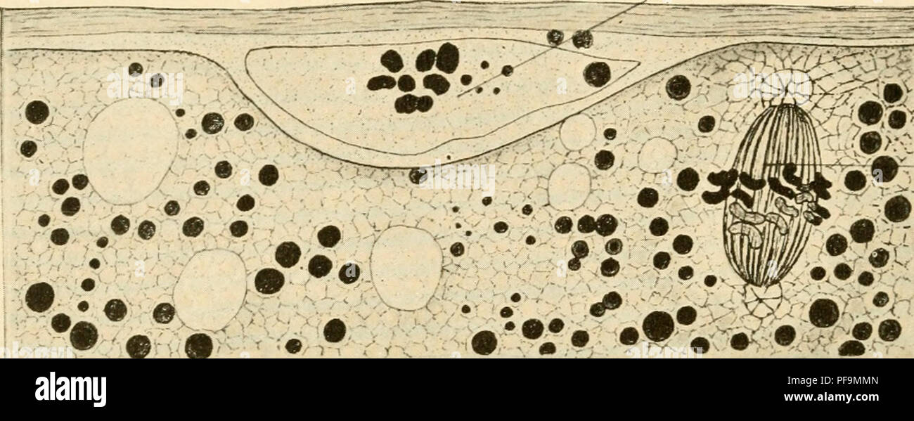 . The development of the chick; an introduction to embryology. Birds ...