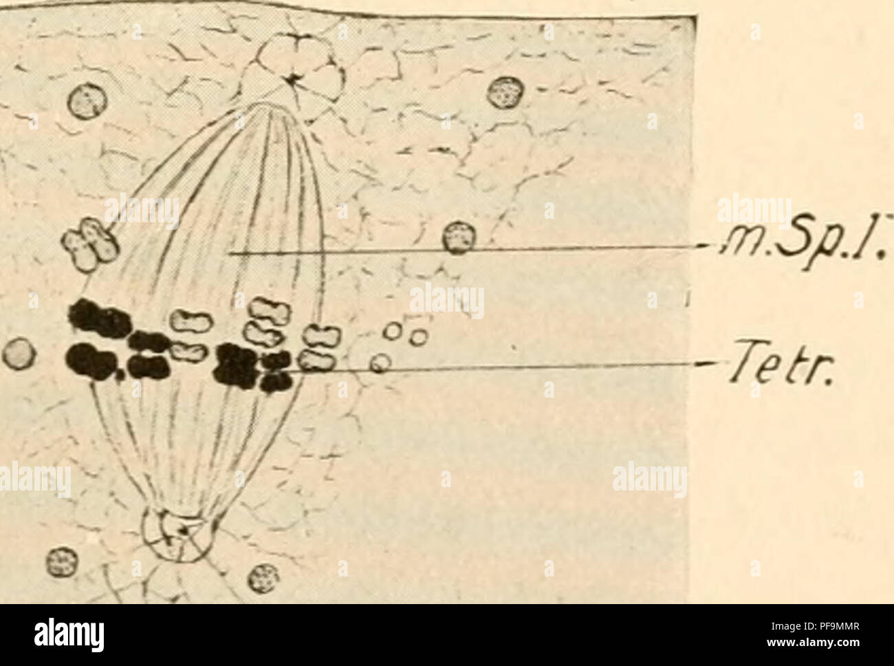 . The development of the chick; an introduction to embryology. Birds ...