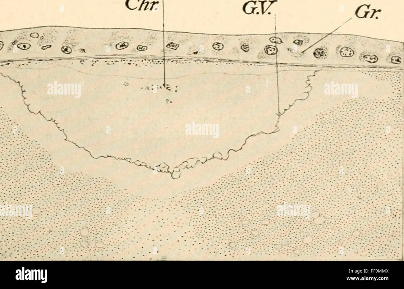 This work outlines the development of the chick in embryology ...