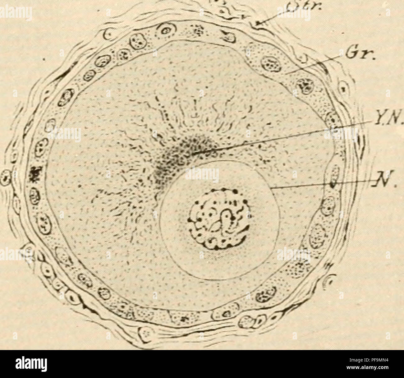 Primordial follicle hi-res stock photography and images - Alamy