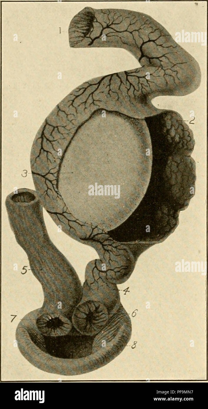 Uterus at oviduct hi-res stock photography and images - Alamy