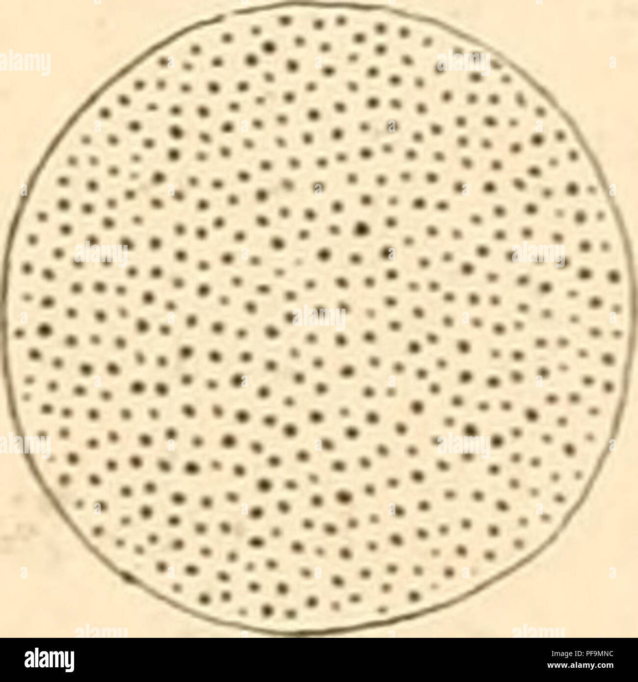 This book introduces the stages of chick embryology, particularly the ...