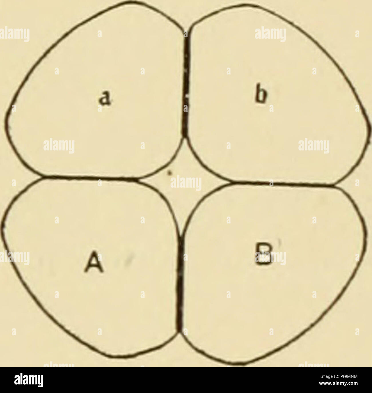 Thomas Hunt Morgan's work on embryology provides insight into the ...