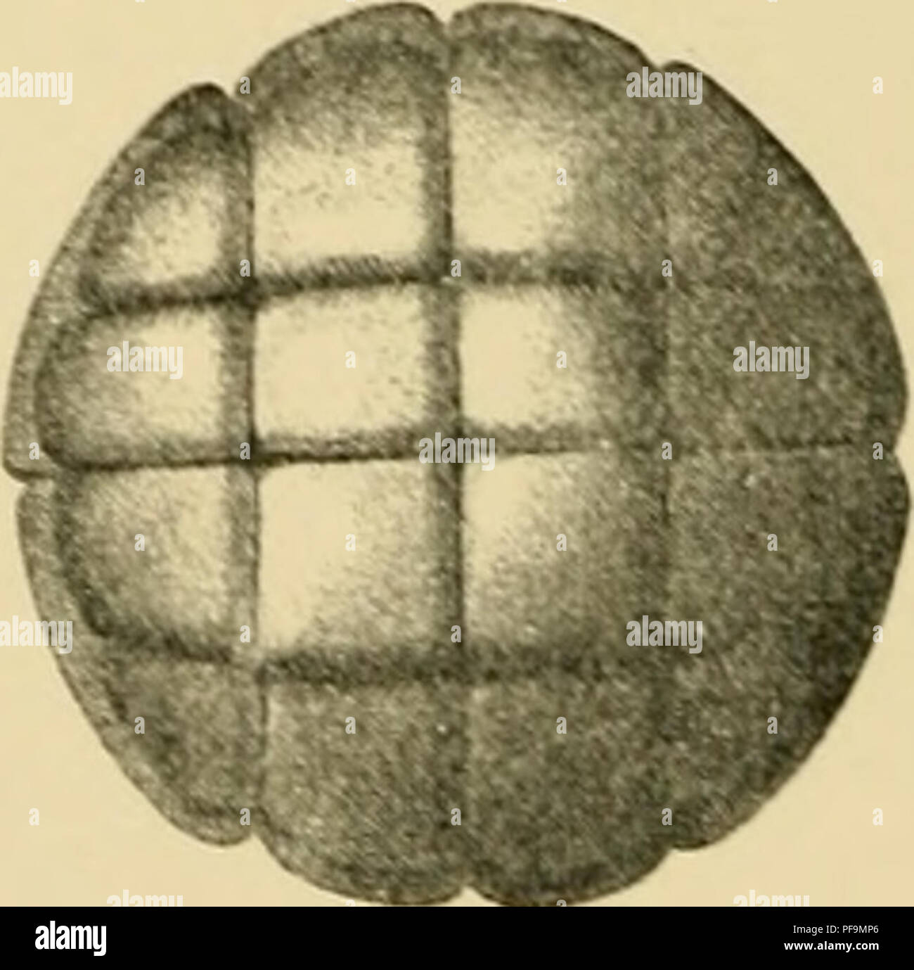 This introduction to experimental embryology explores the stages of ...