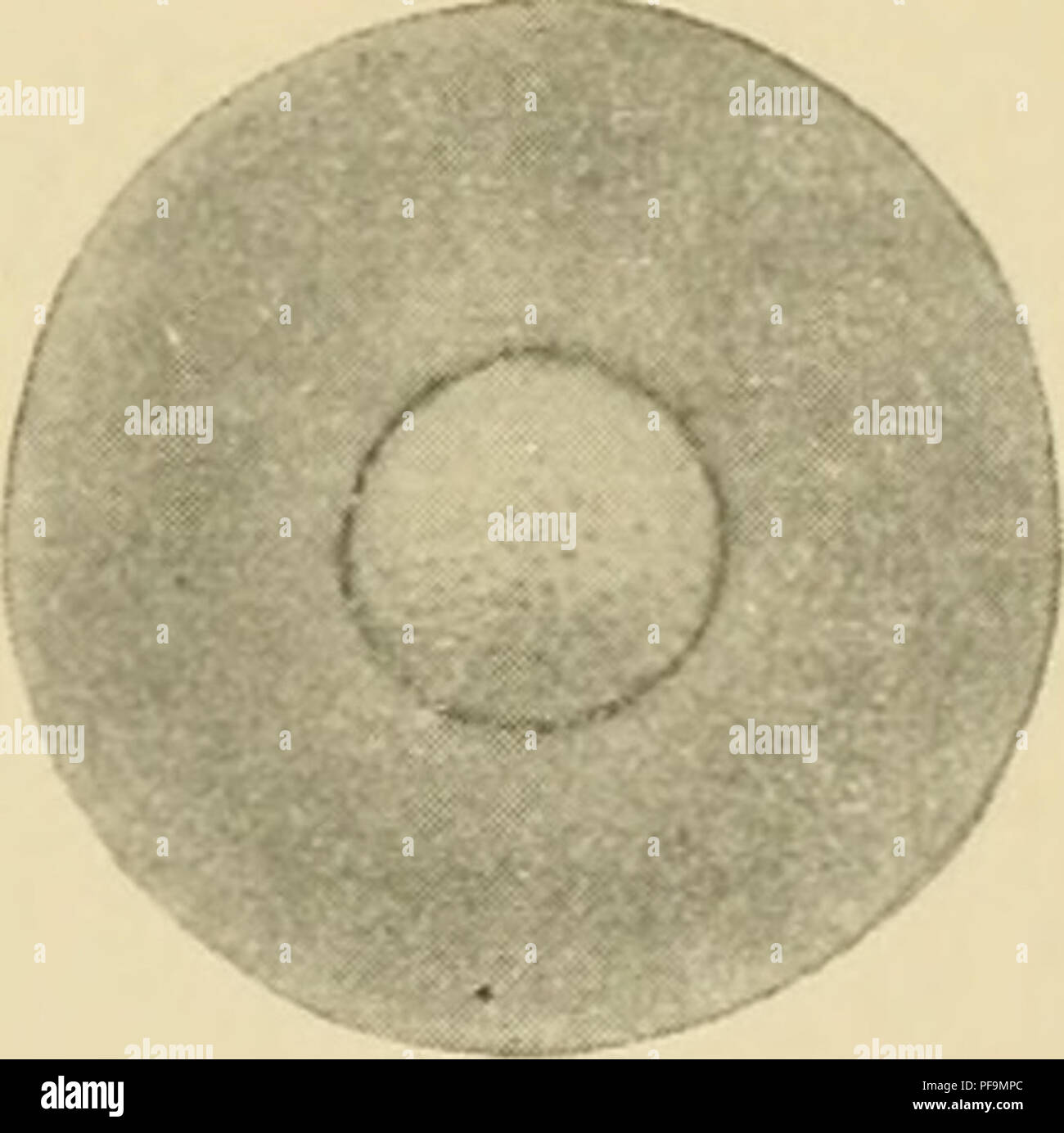 This illustration shows the stages of frog egg development from ...