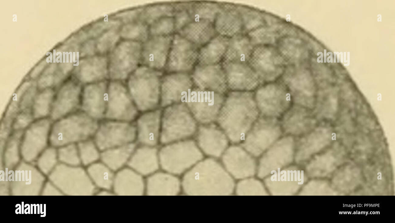An introduction to experimental embryology, focusing on the development ...