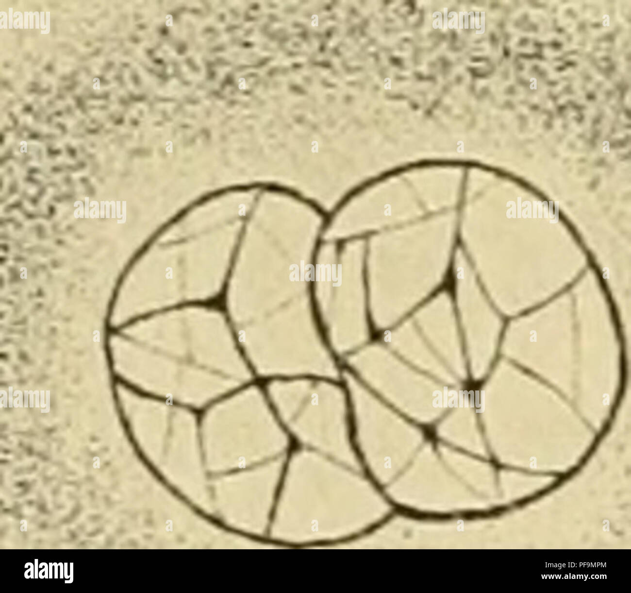 A scientific introduction to the embryology of frogs, detailing the ...