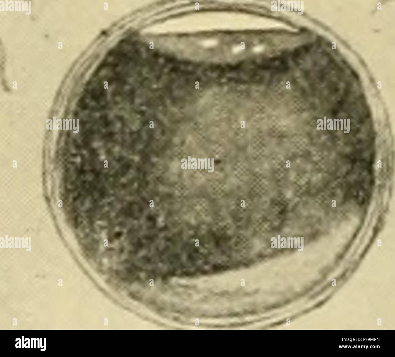 . The development of the frog's egg; an introduction to experimental ...