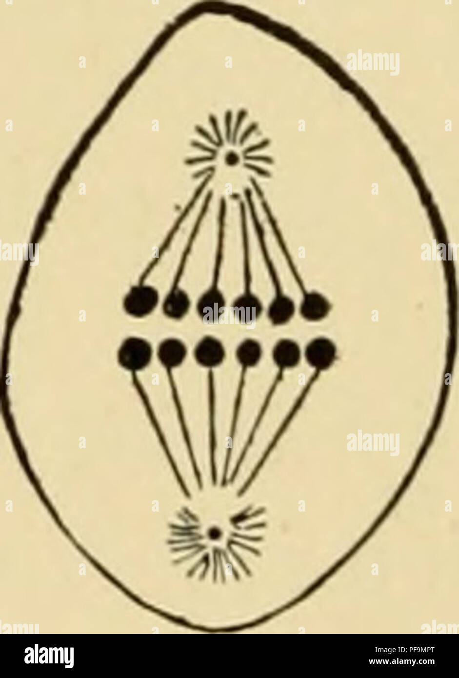 Frog egg cells hi-res stock photography and images - Alamy