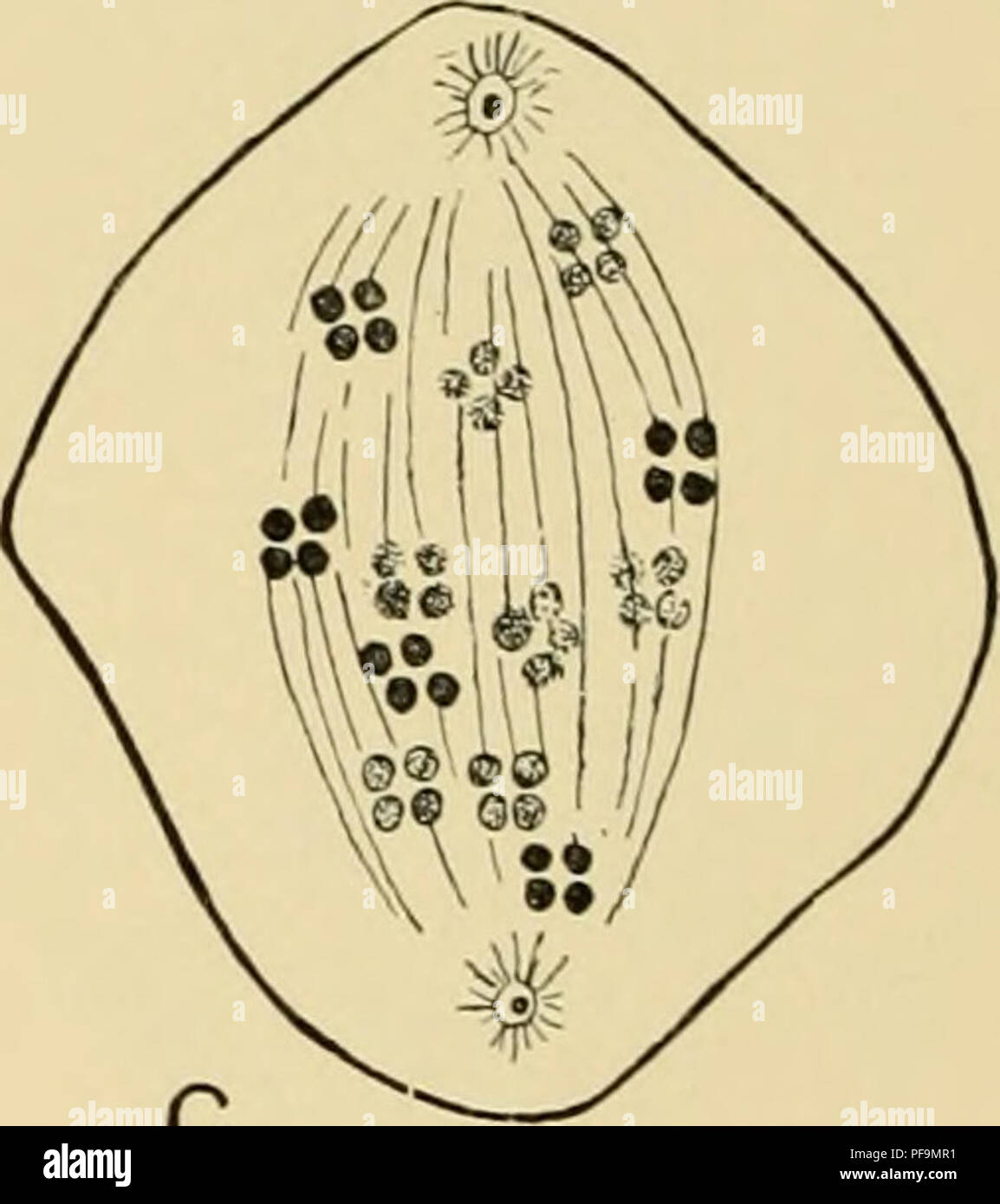 This work covers the early embryological stages of frog development ...