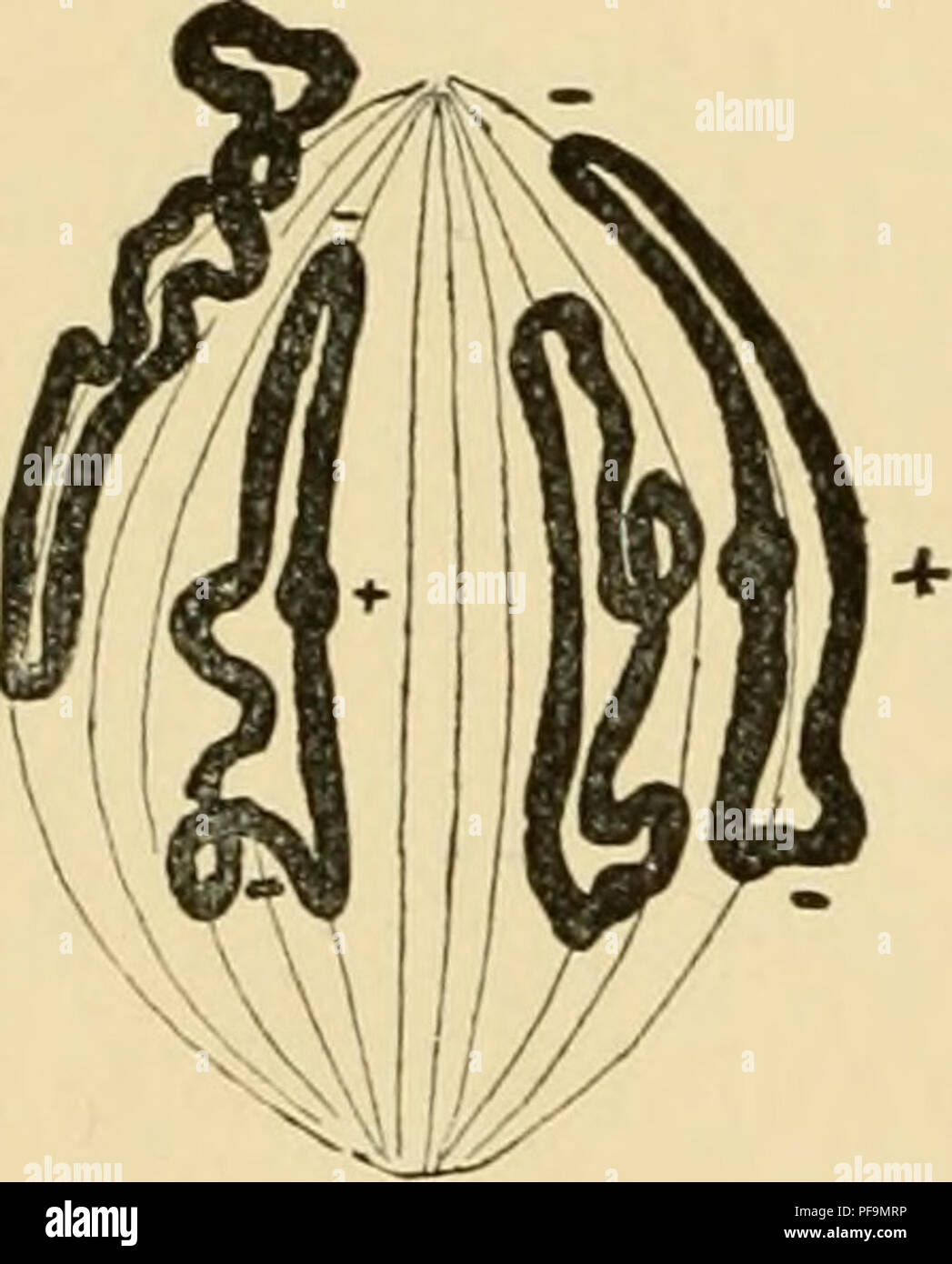 Thomas Hunt Morgan’s work on frog embryology presents the early ...