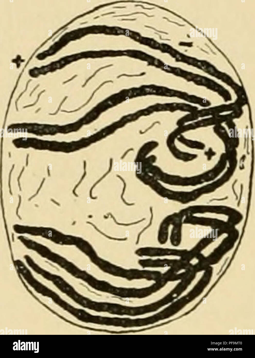 . The development of the frog's egg; an introduction to experimental ...