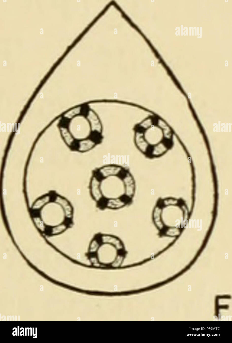 This work introduces the study of frog embryology, focusing on the ...