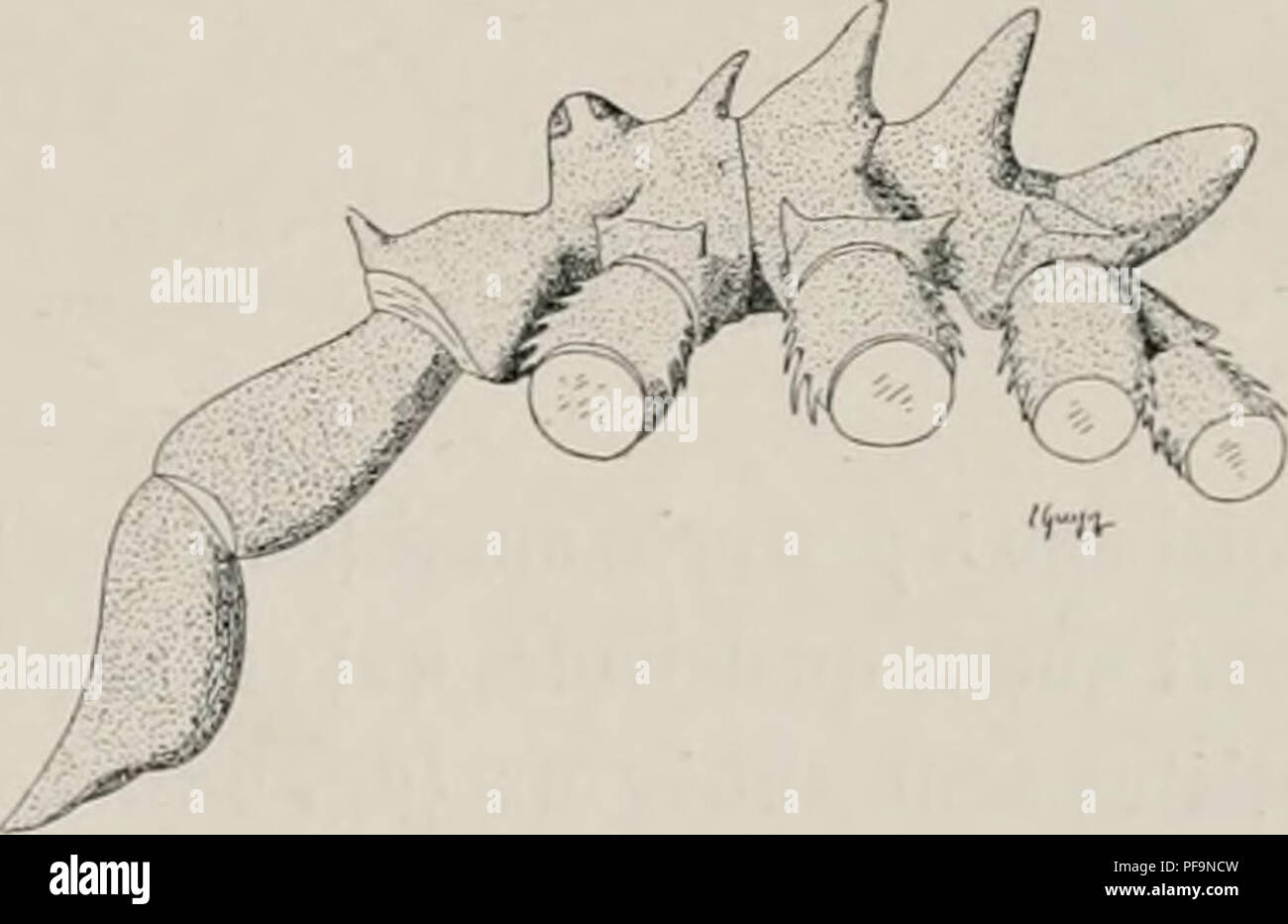 Fusiforme hi-res stock photography and images - Alamy