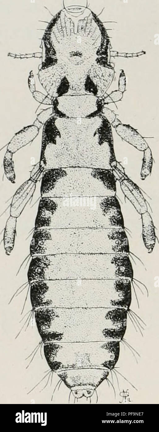 Mallophaga Stock Photos & Mallophaga Stock Images - Alamy