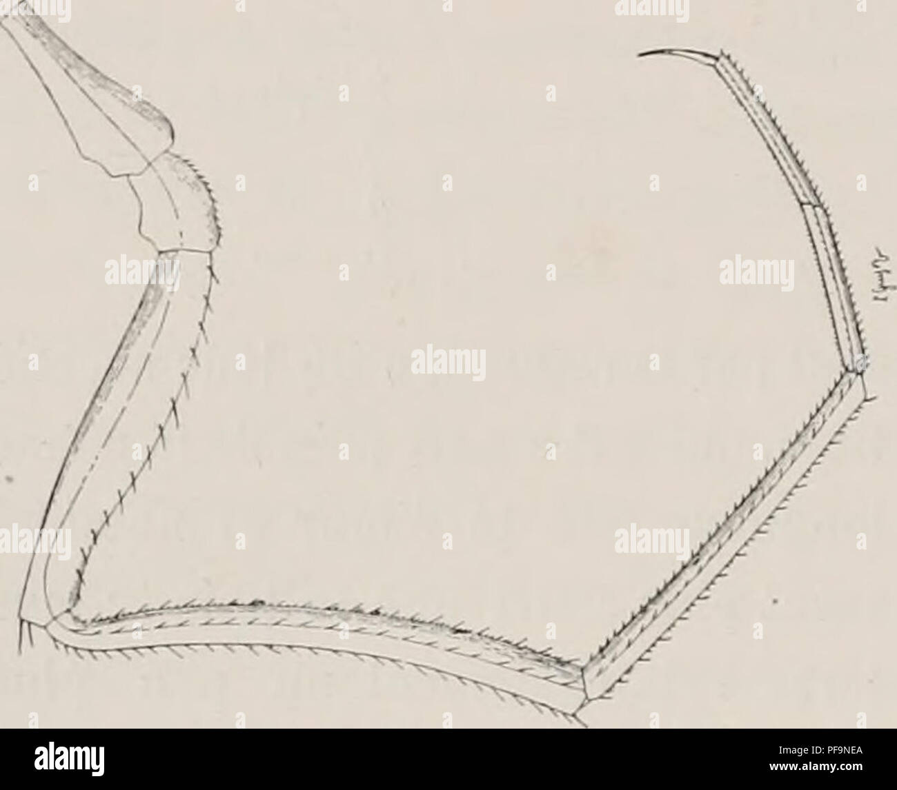 Palpes hi-res stock photography and images - Alamy