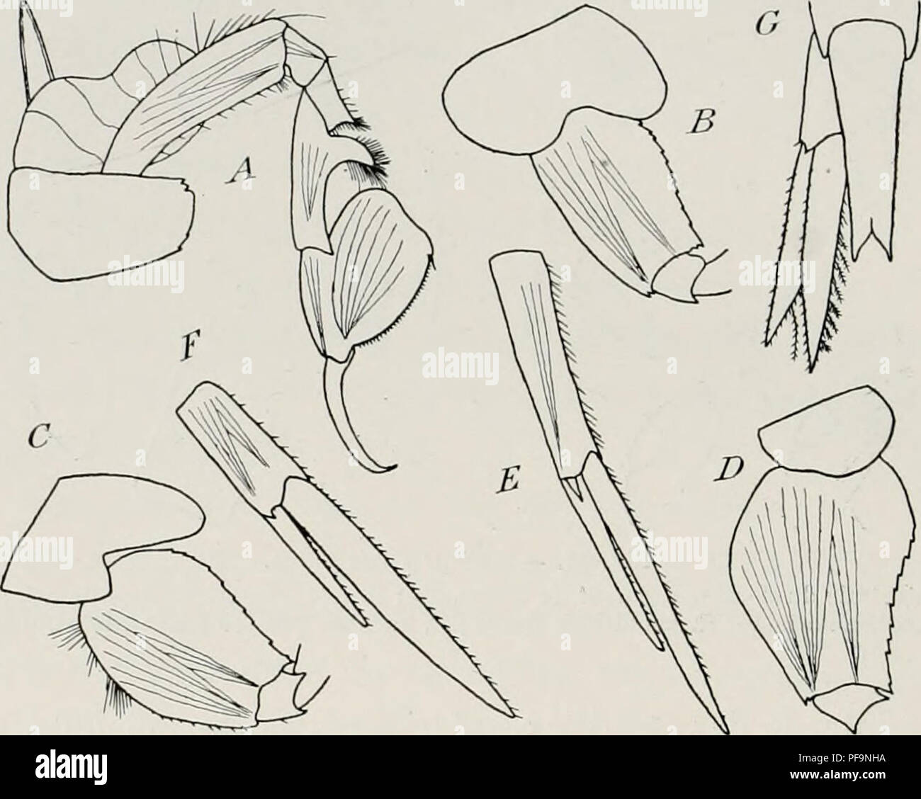 Eusirus hi-res stock photography and images - Alamy