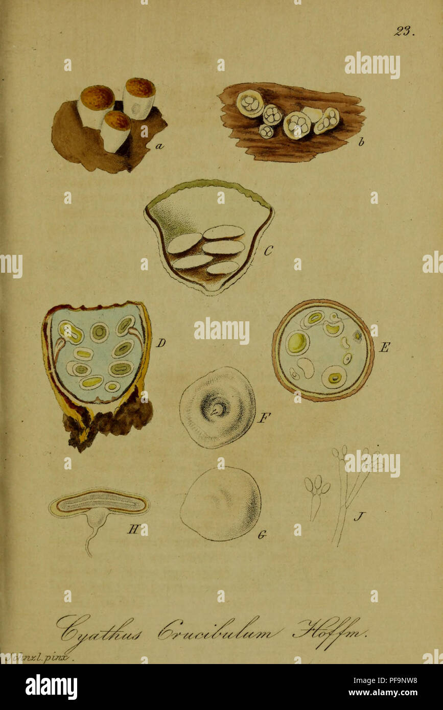 This illustration from *Deutschlands Flora* features native plant ...