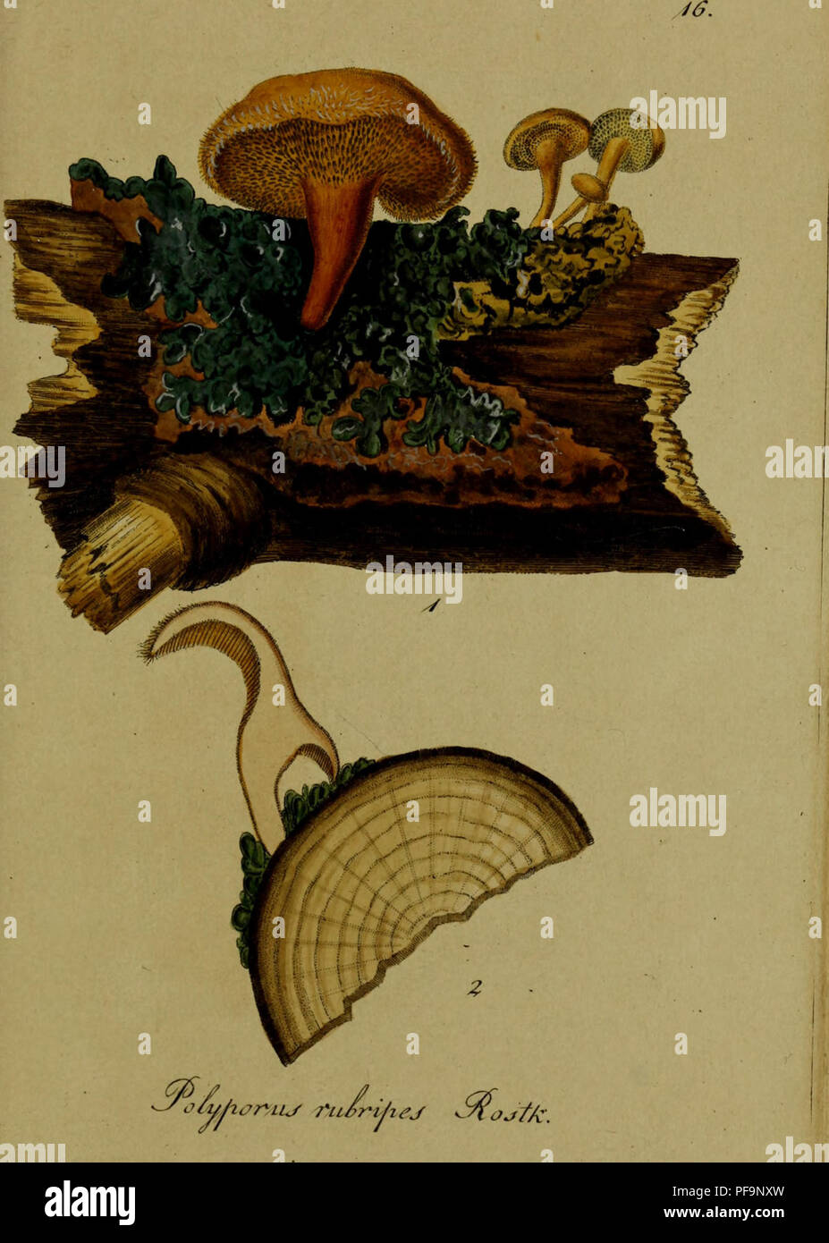 A botanical work illustrating the native plants of Germany, providing ...