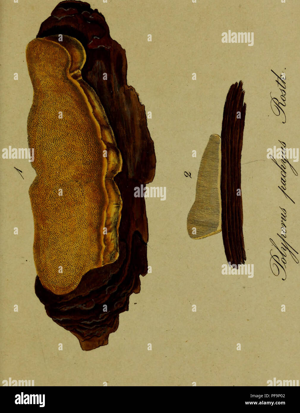 This botanical work illustrates various species from Germany's flora ...