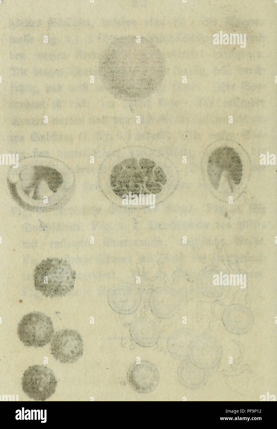 This botanical work provides detailed illustrations of the flora of ...