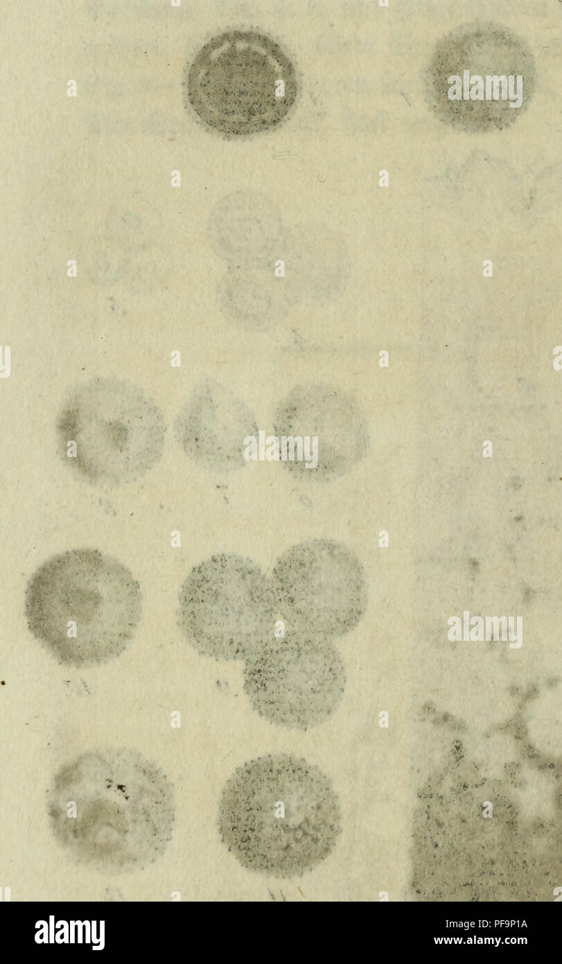 This botanical publication illustrates the plants of Germany ...