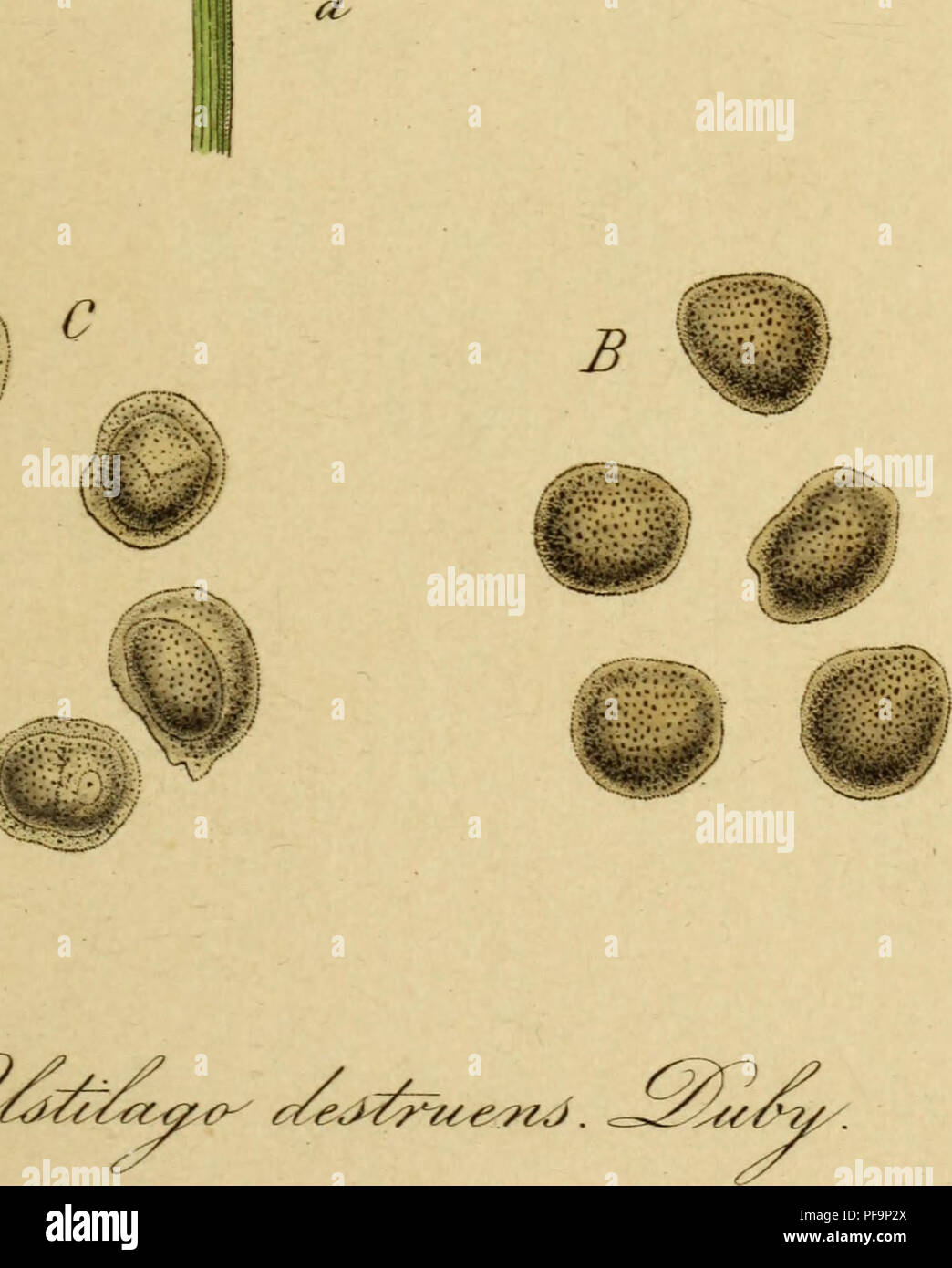 This botanical work, titled 'Flora of Germany in Illustrations After ...