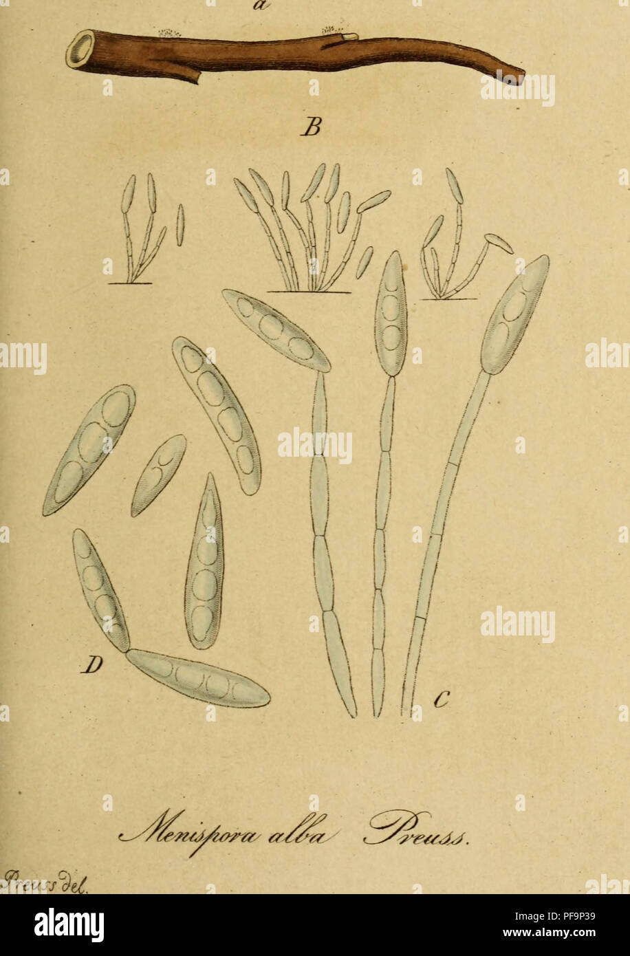 This work offers illustrations of native plant species from Germany ...