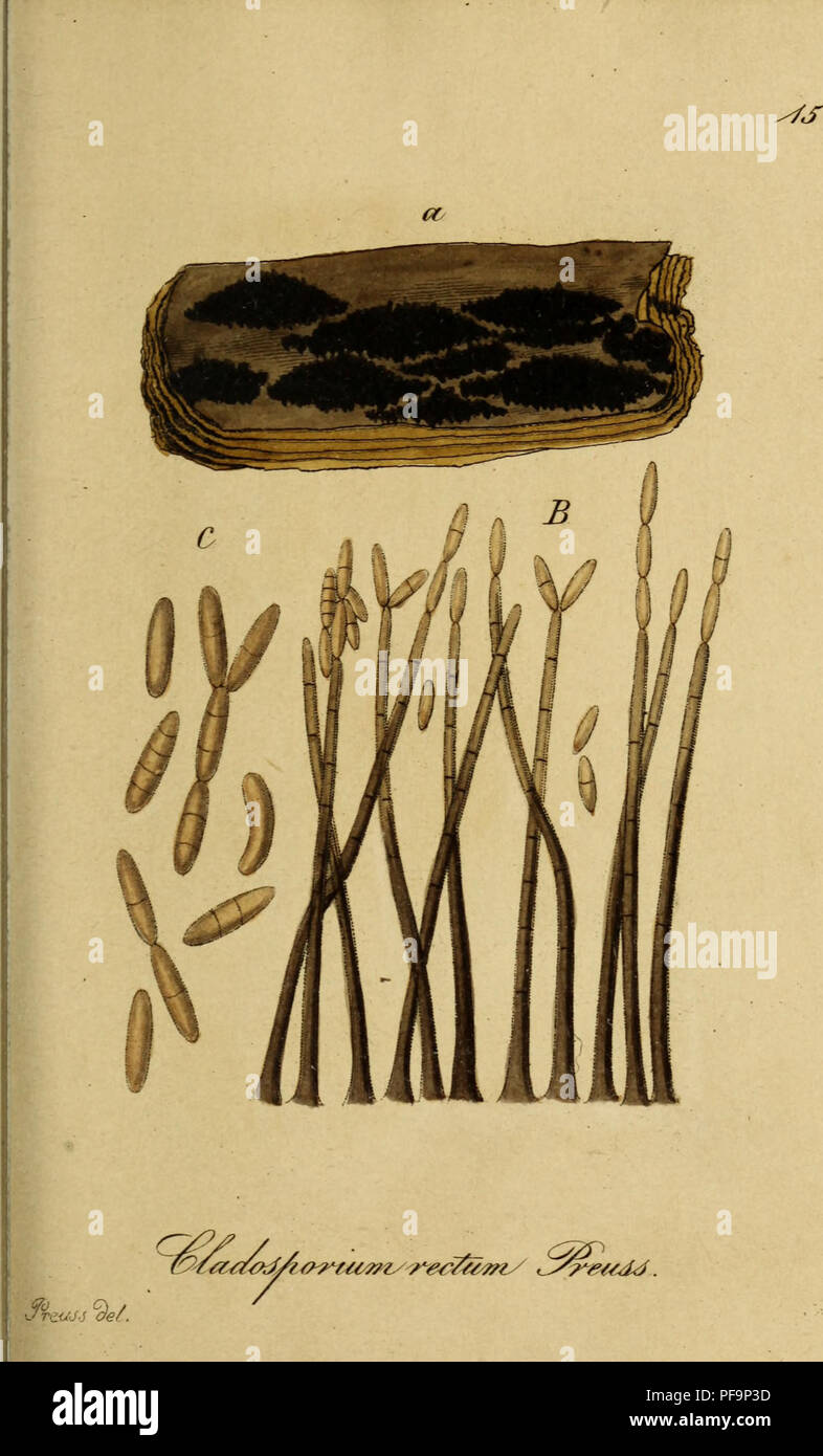 This volume by Jacob Sturm features botanical illustrations of plants ...