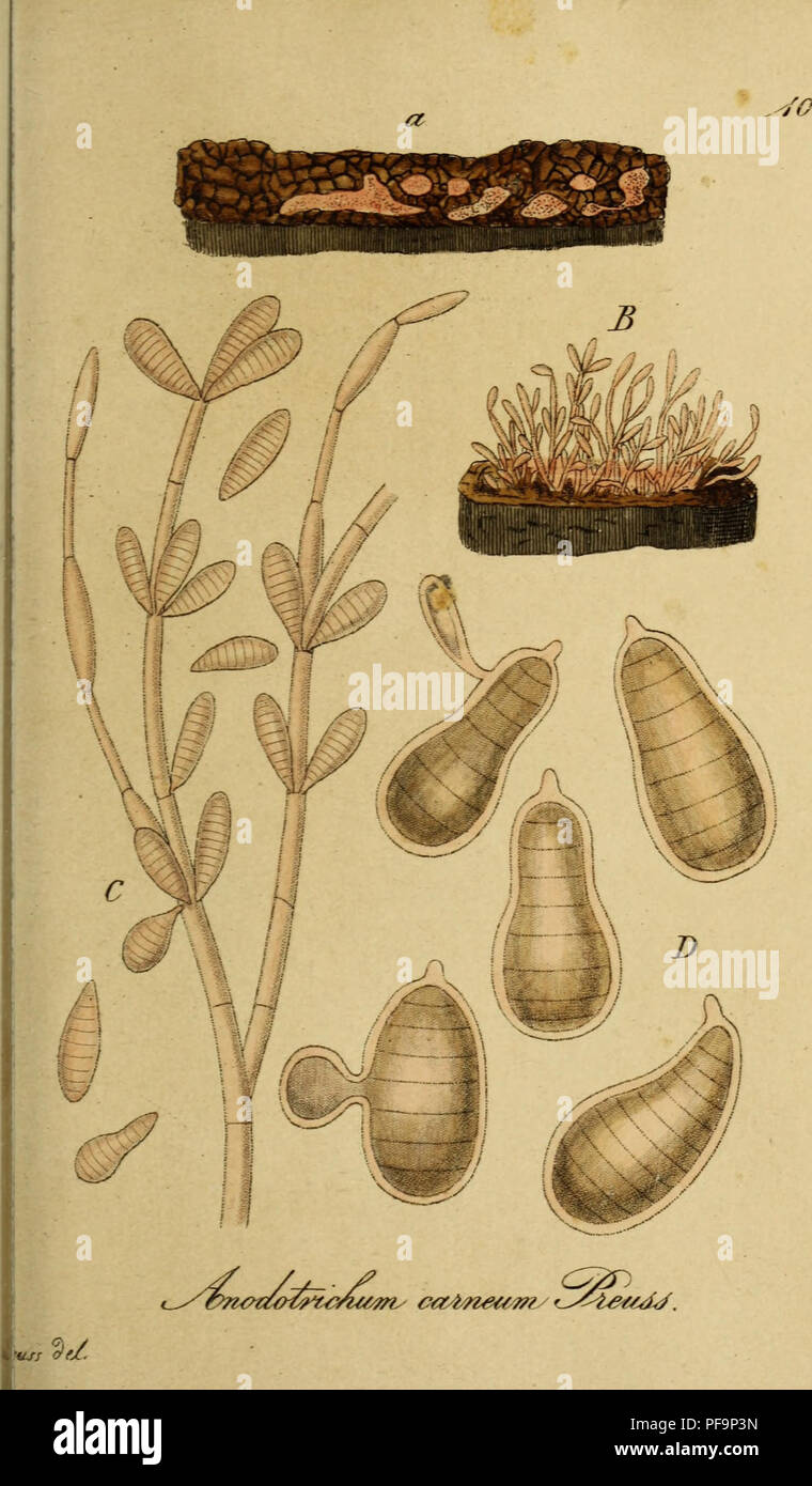 Illustrated work depicting Germany’s native plant species, created by ...
