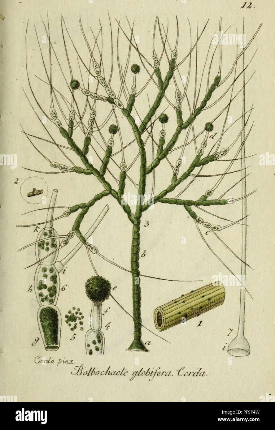A botanical work by Jacob Sturm illustrating the flora of Germany ...