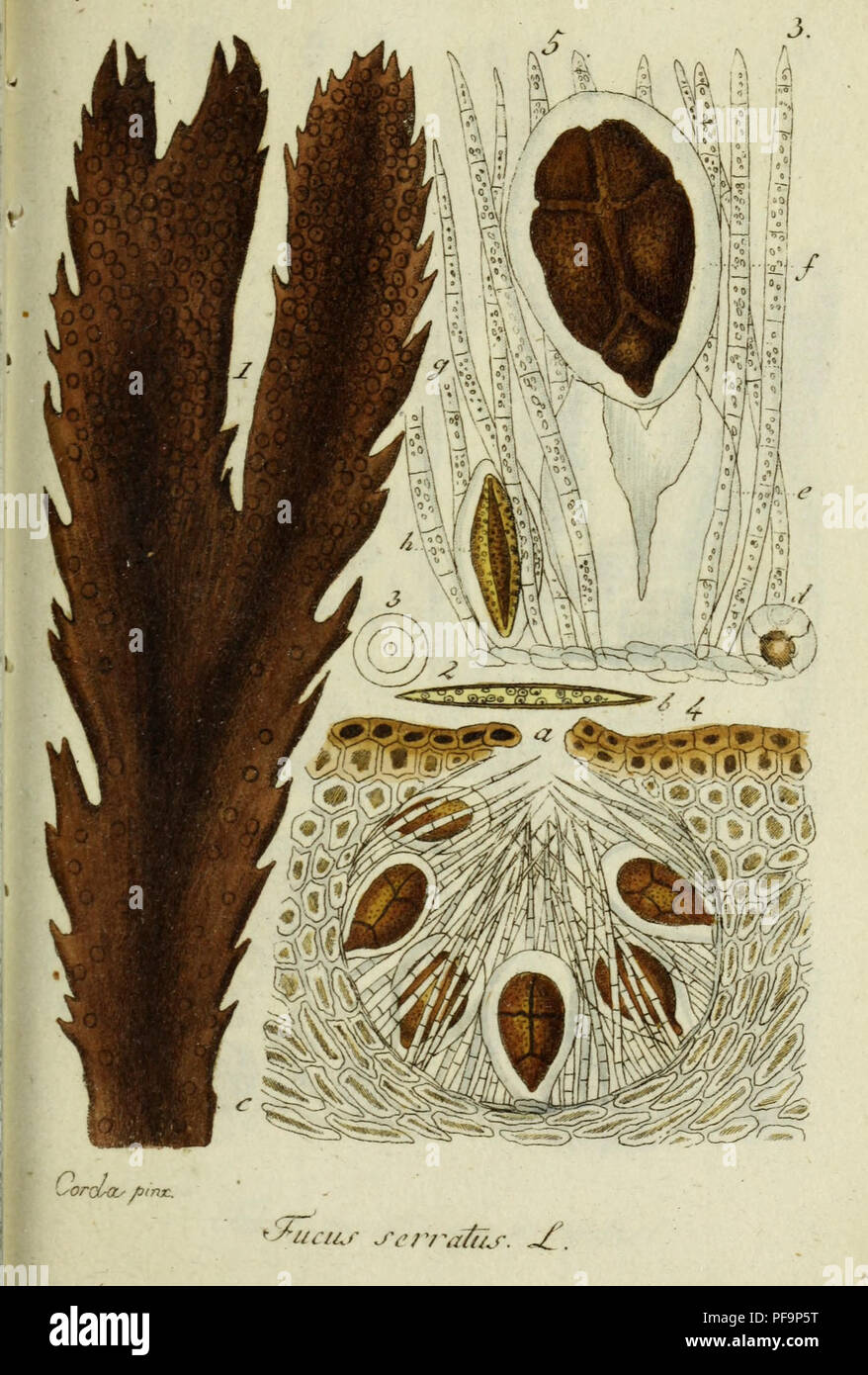 This botanical work by Jacob Sturm presents a detailed collection of ...
