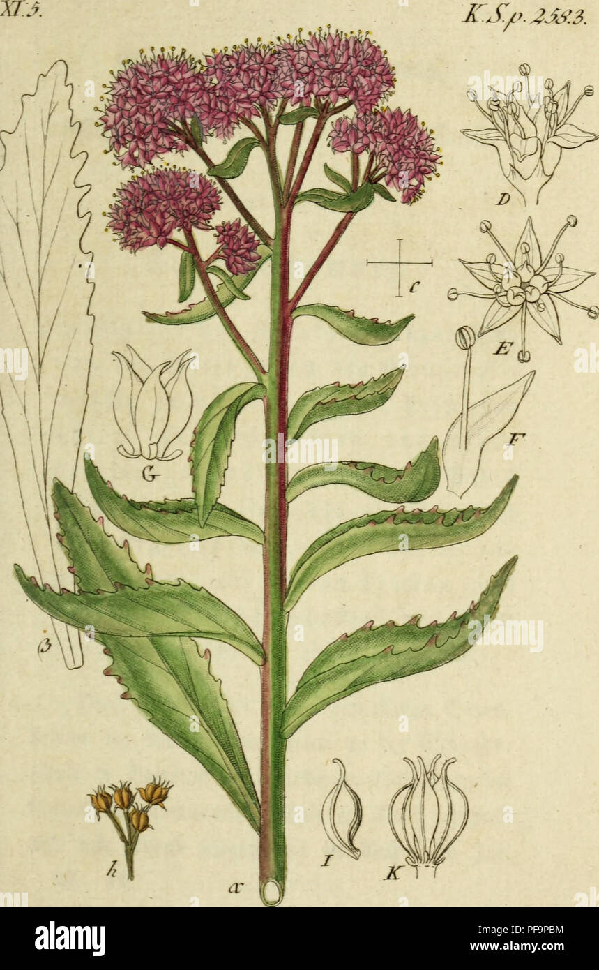 This German work by Jacob Sturm provides detailed illustrations of ...