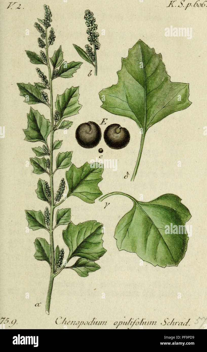 This botanical work showcases Germany's native flora with detailed ...