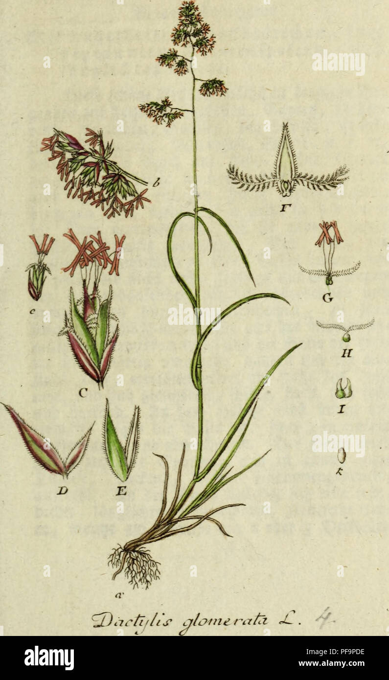 This botanical work presents detailed illustrations of Germany’s flora ...