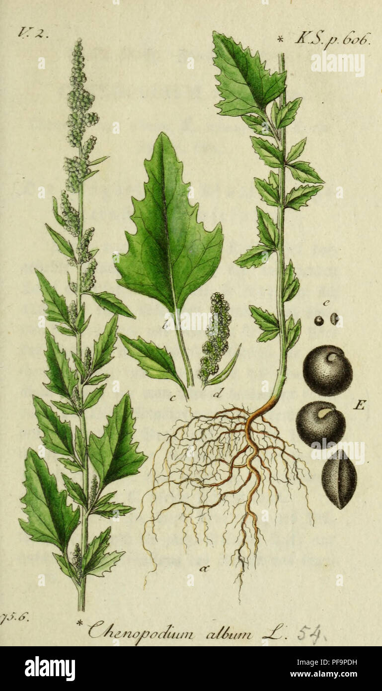 This German botanical work by Jacob Sturm provides a detailed visual ...
