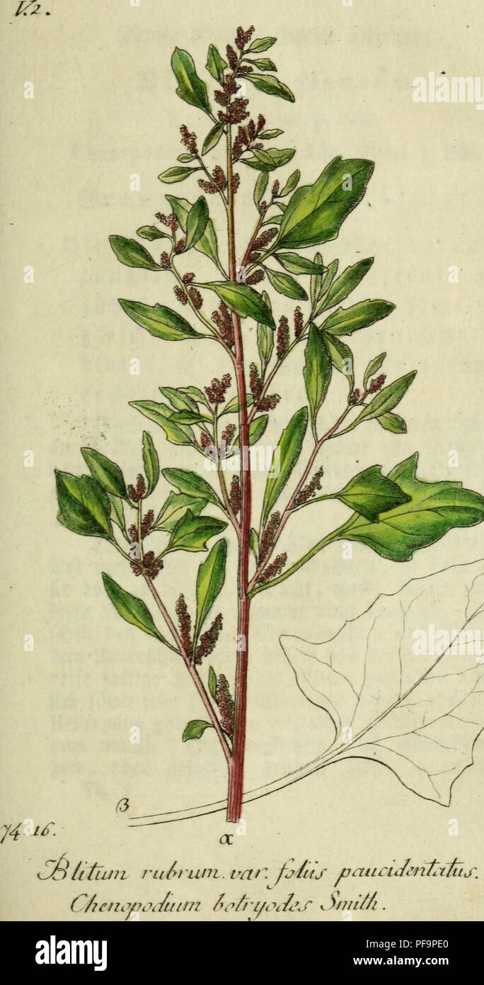 This work features illustrations of German flora, focusing on native ...