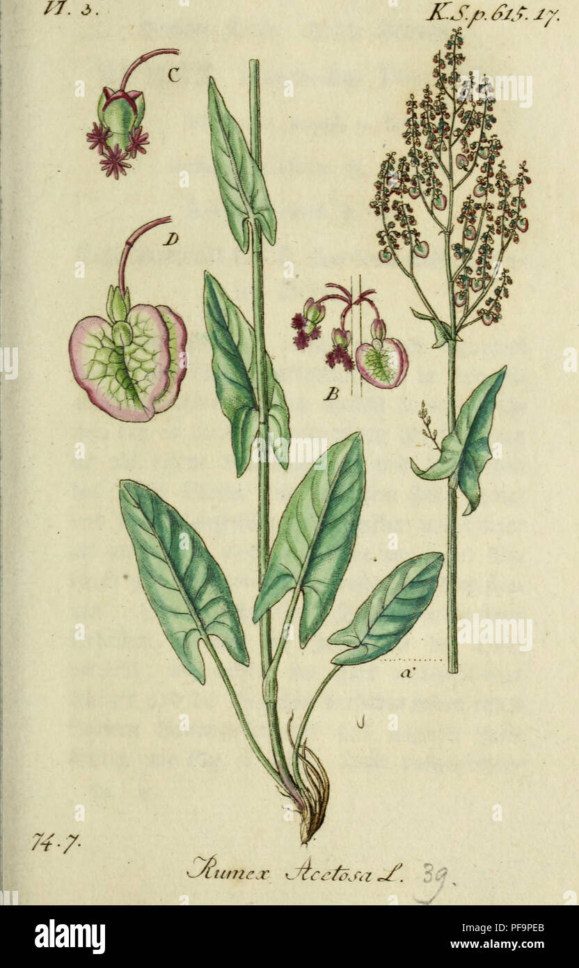 A botanical work illustrating the flora of Germany, featuring accurate ...