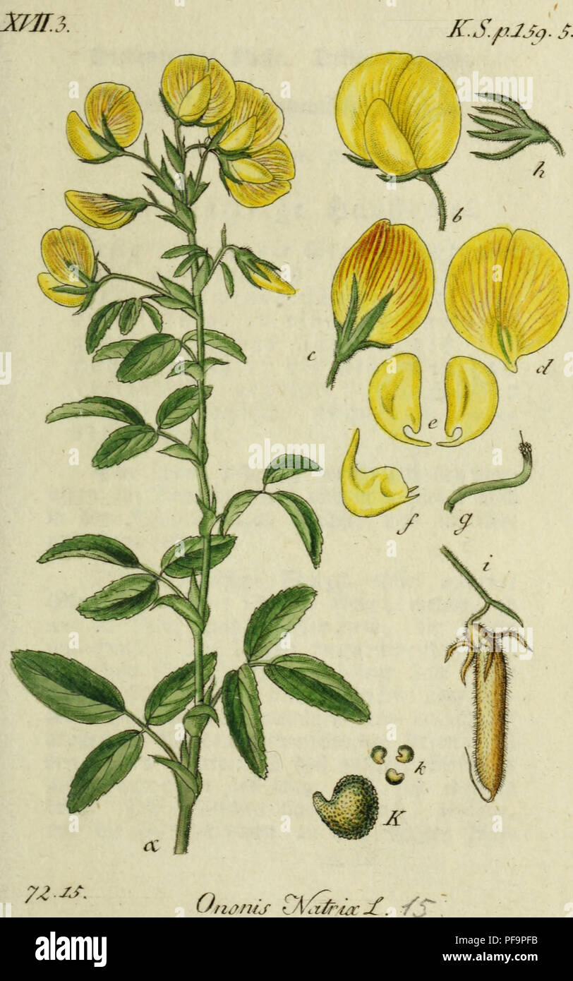 This German work illustrates the flora of Germany, providing detailed ...