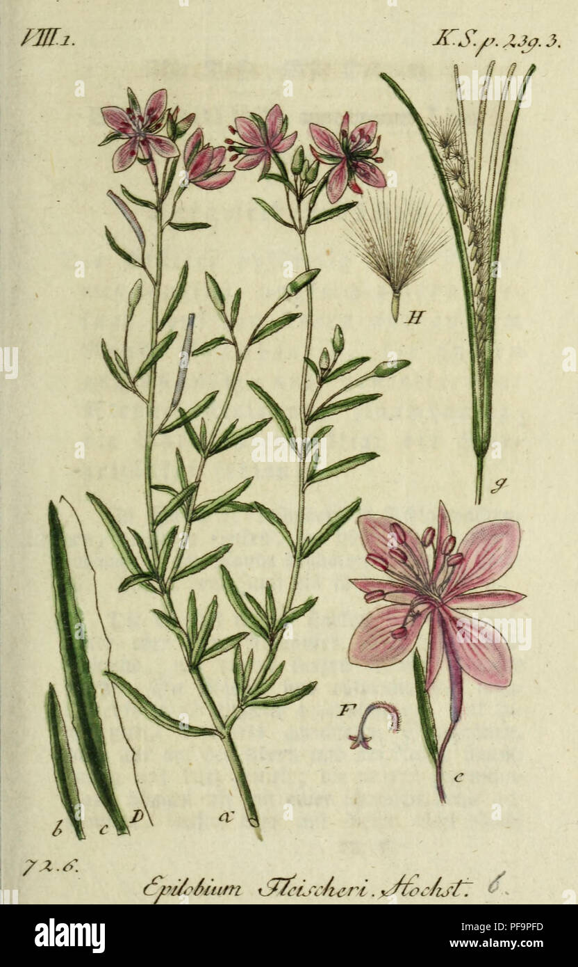 This work presents illustrations of Germany’s flora, featuring accurate ...