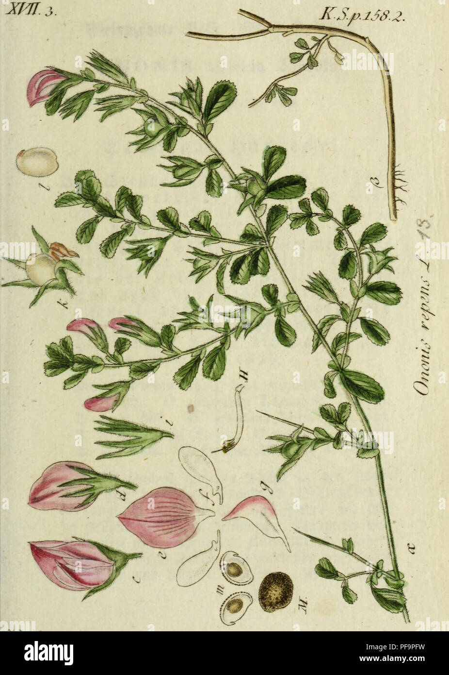A botanical work illustrating the native plants of Germany, providing ...