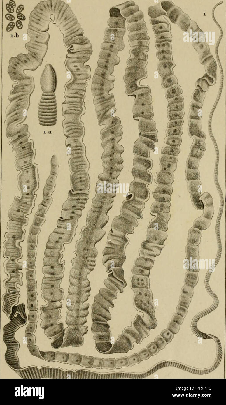 This entry from 'Dictionnaire des Sciences Naturelles' covers a range ...