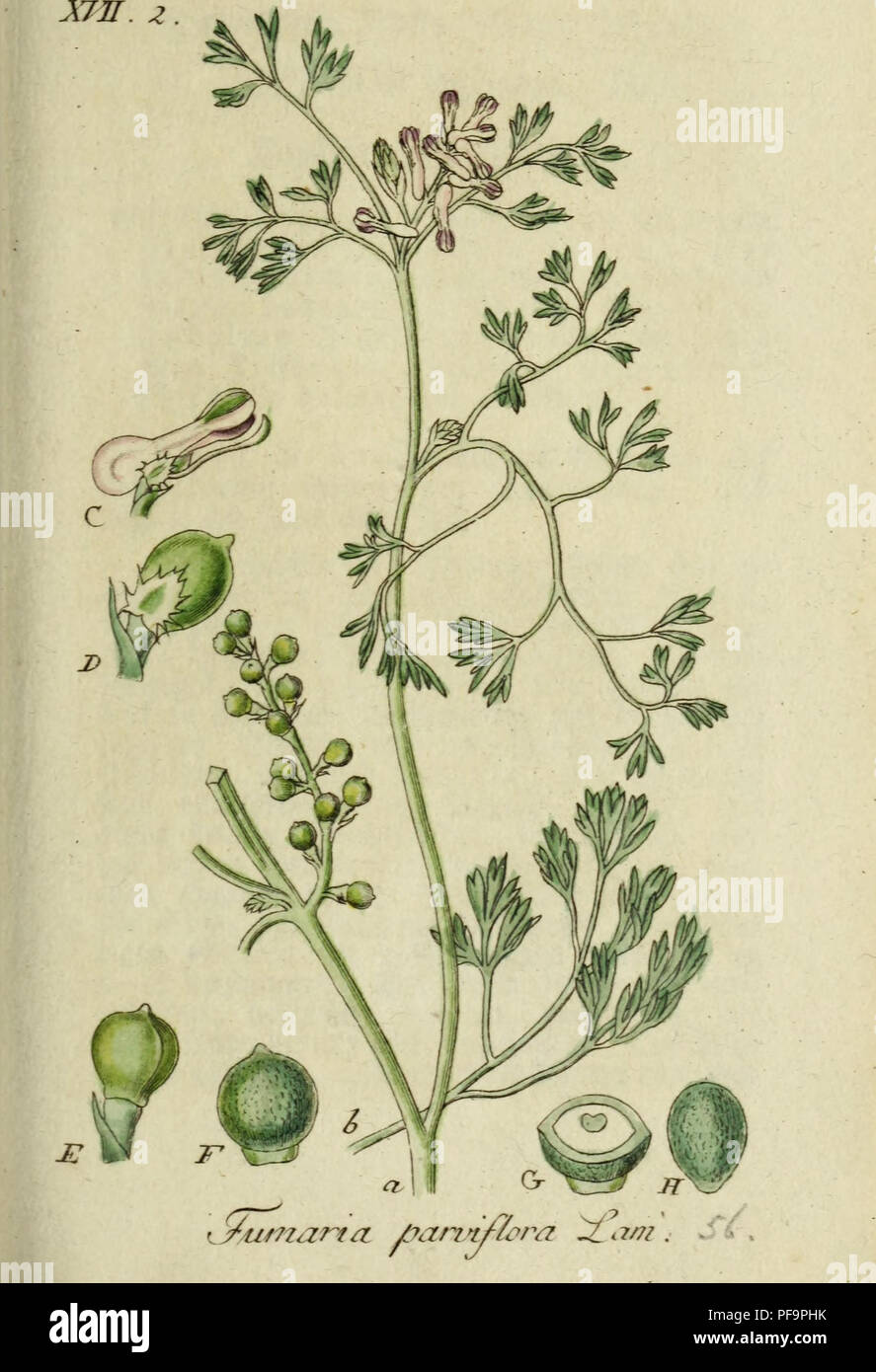 'Deutschlands Flora' presents detailed botanical illustrations of ...